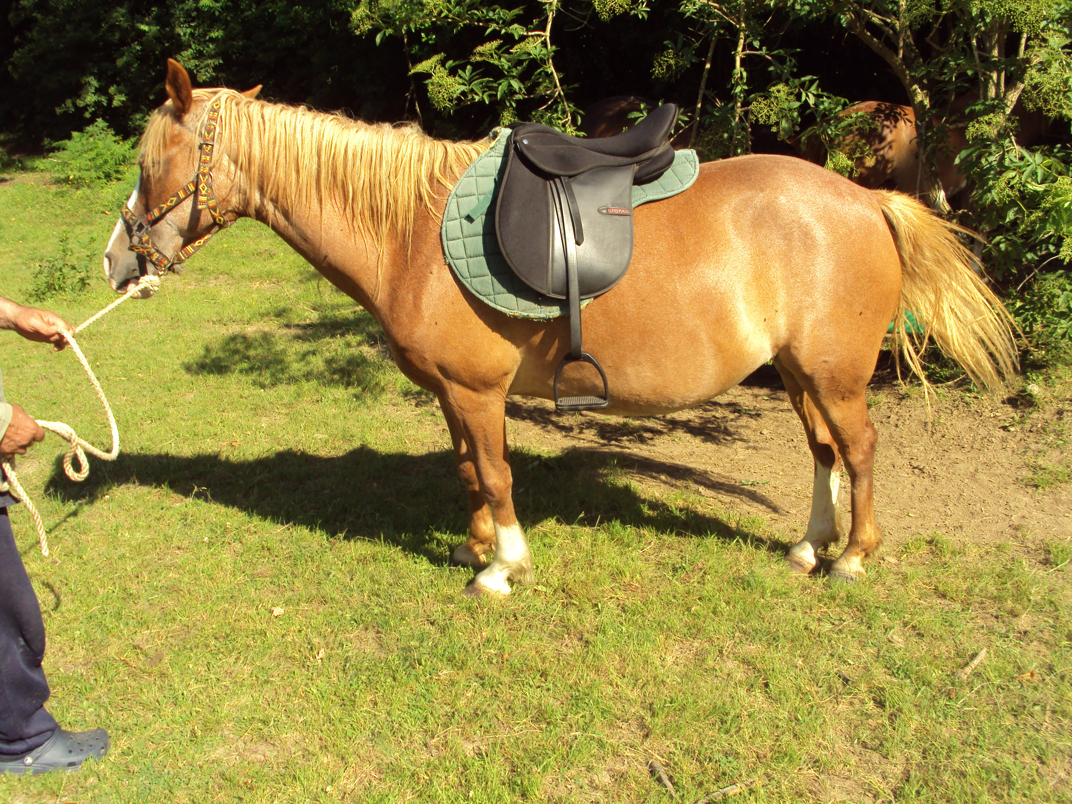 Selles cheval / Sillas caballo. | La cavale - Lanerit - Service sellerie